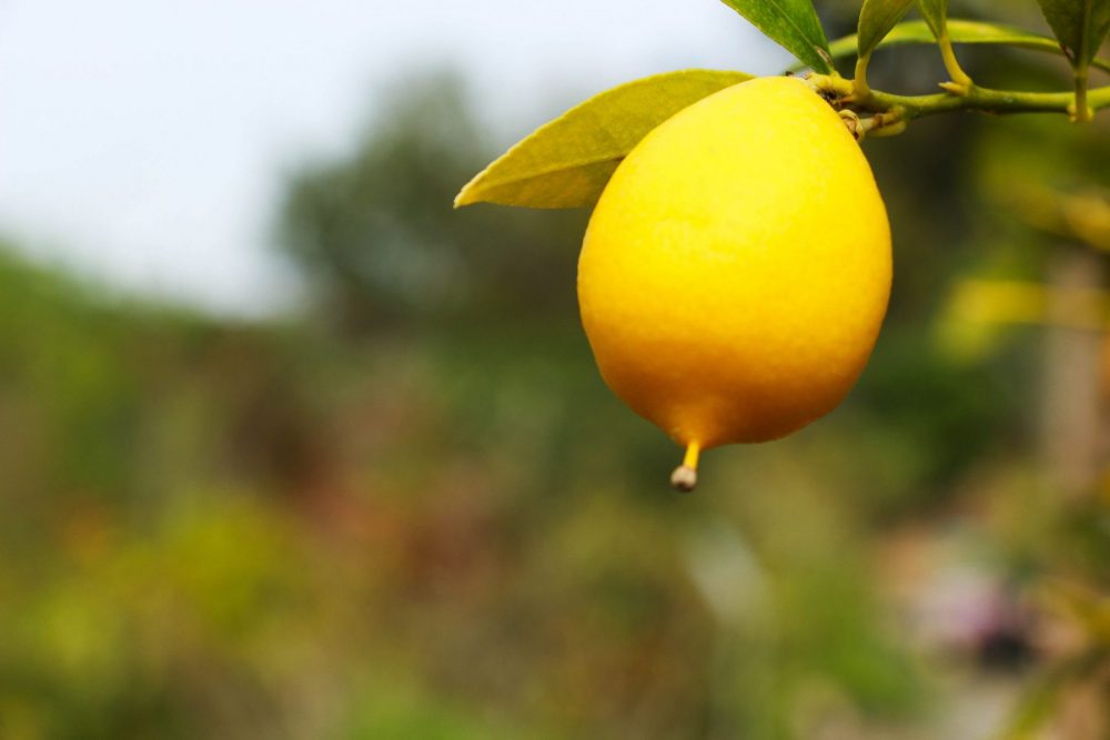 citron (1 sur 1) | Pépinière Passiflore