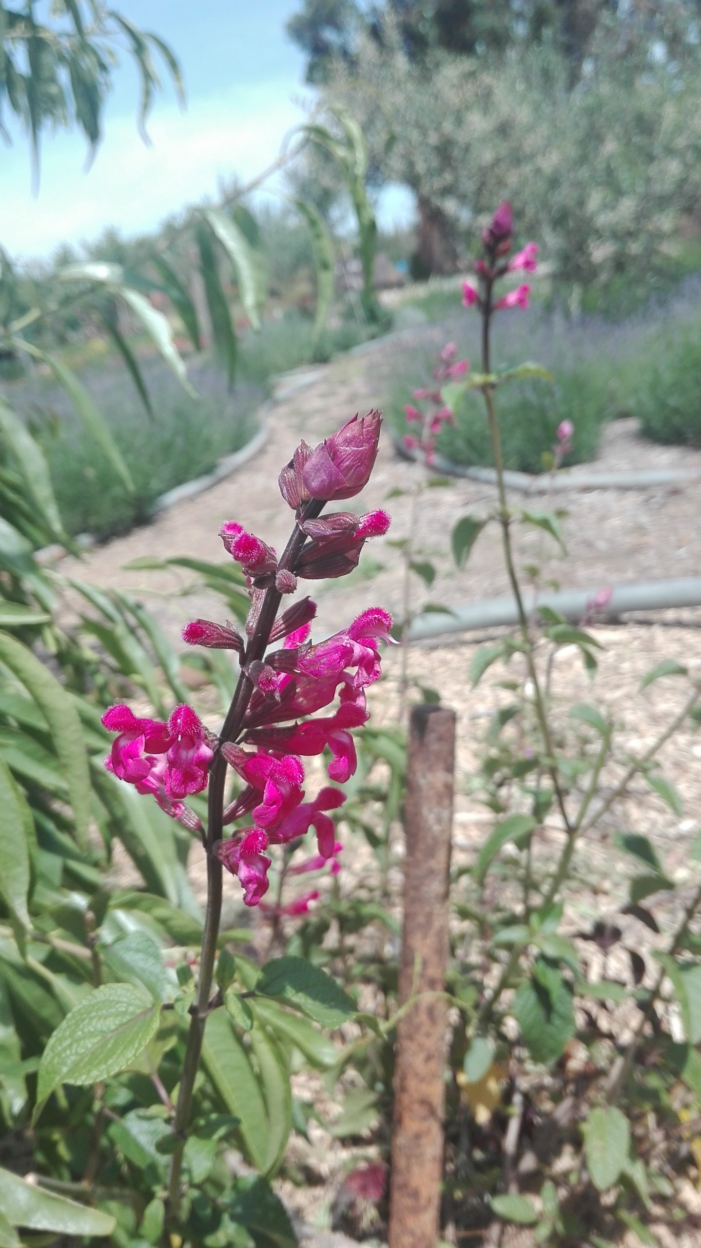 Salvia involucrata ‘Mulberry jam’ - Pépinière Passiflore