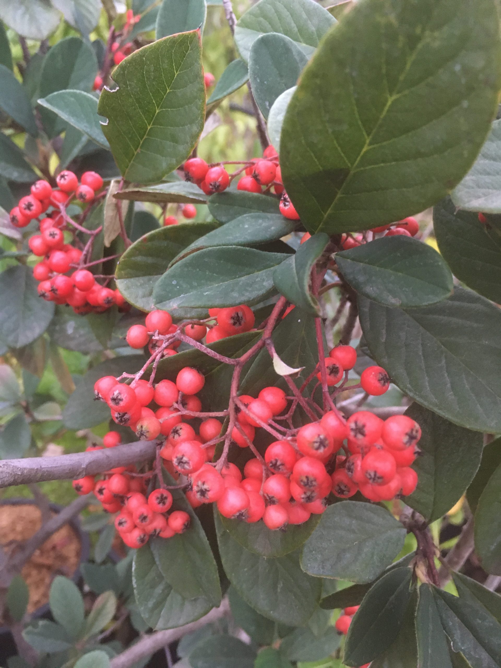 Cotoneaster lacteus - Pépinière Passiflore