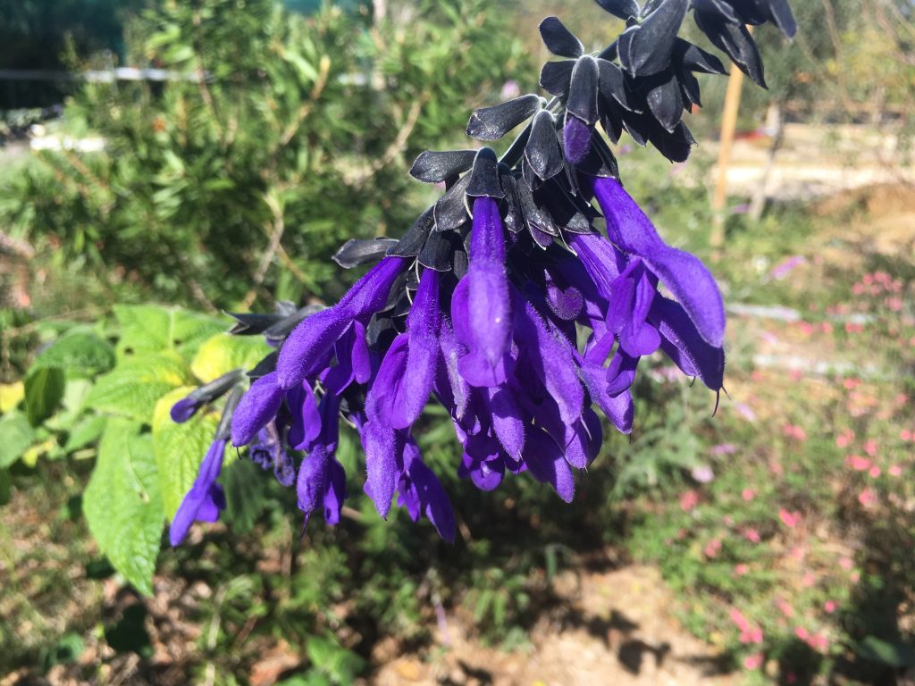 Sauge Blue enigma - Pépinière Passiflore