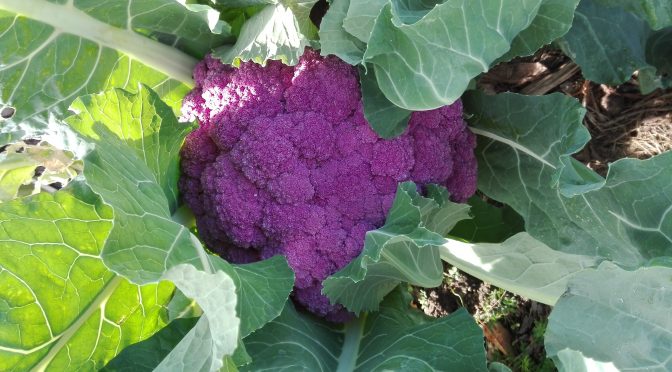Choux - fleurs - Pépinière Passiflore