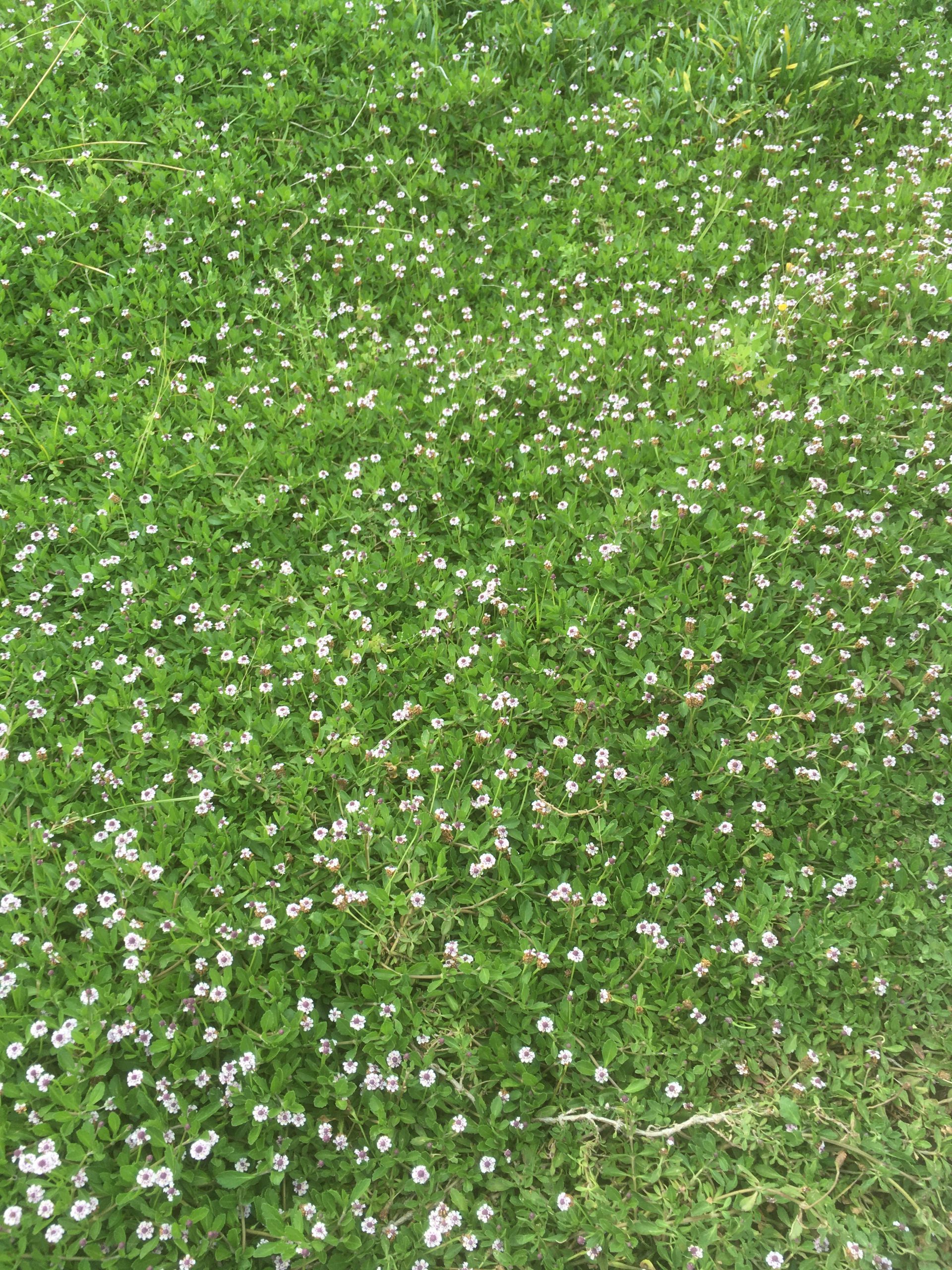Lippia Nodiflora ou phyla nodiflora - Pépinière Passiflore
