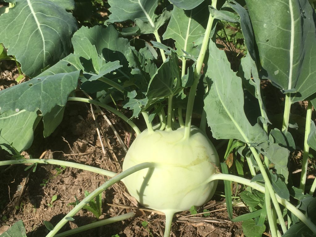 Chou rave vert | Pépinière Passiflore