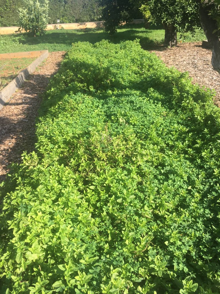 Menthe marocaine - Pépinière Passiflore