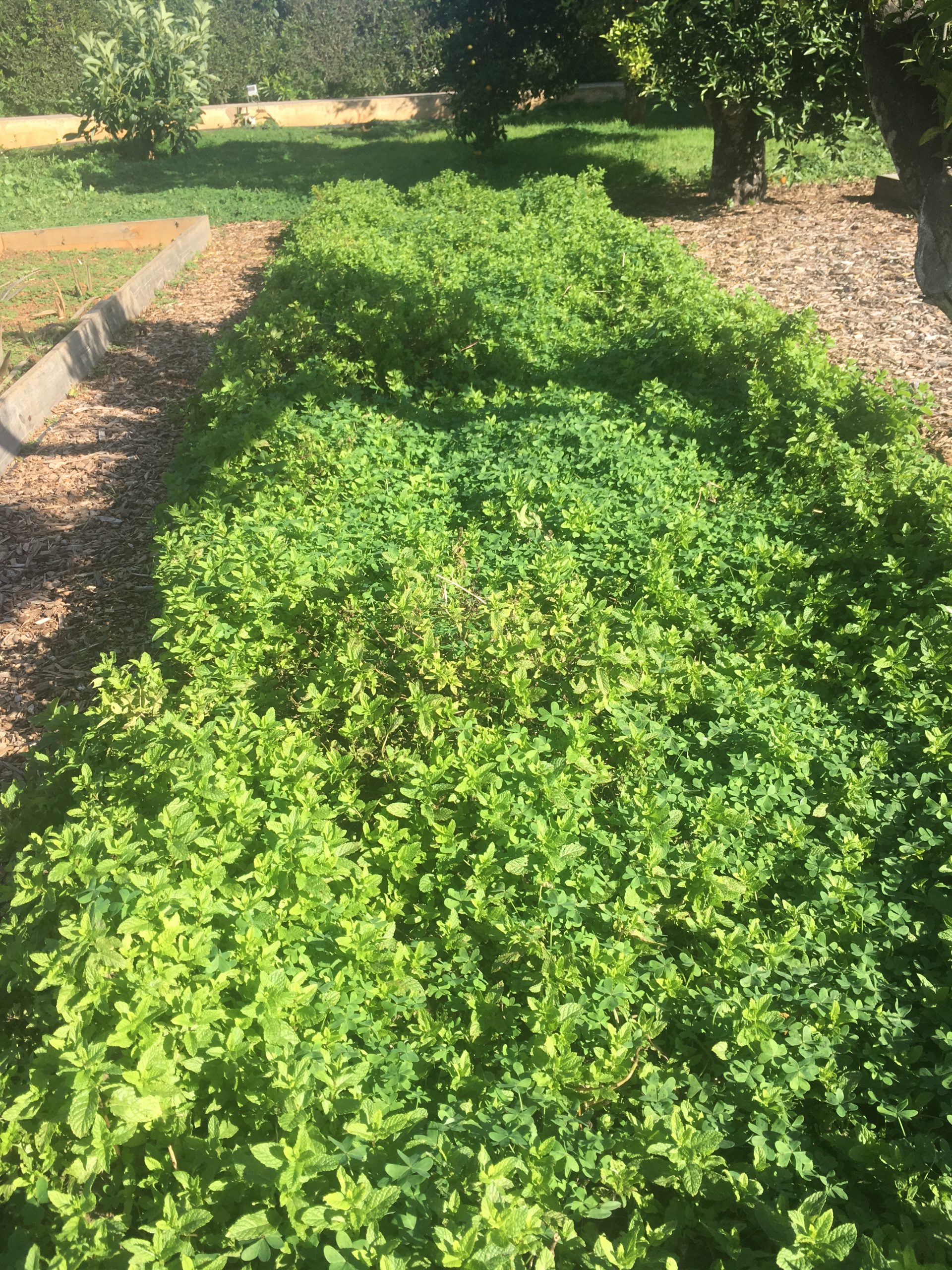Menthe marocaine - Pépinière Passiflore