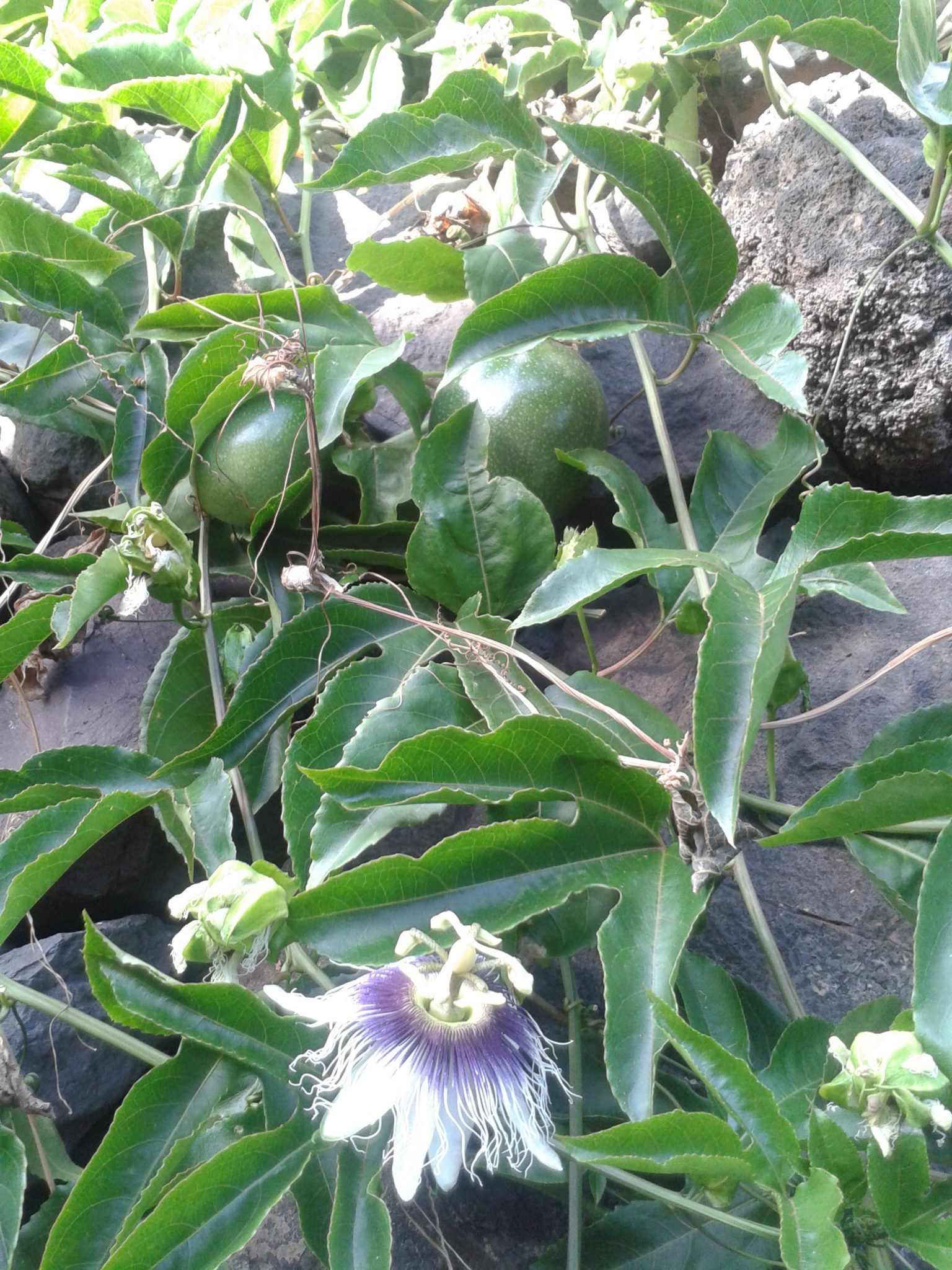 Passiflora edulis - Pépinière Passiflore