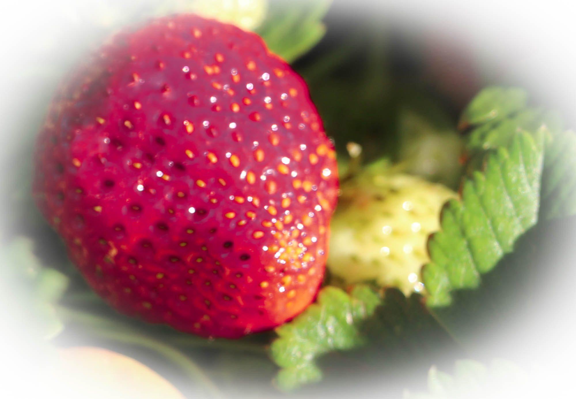 fraisier charlotte - Pépinière Passiflore