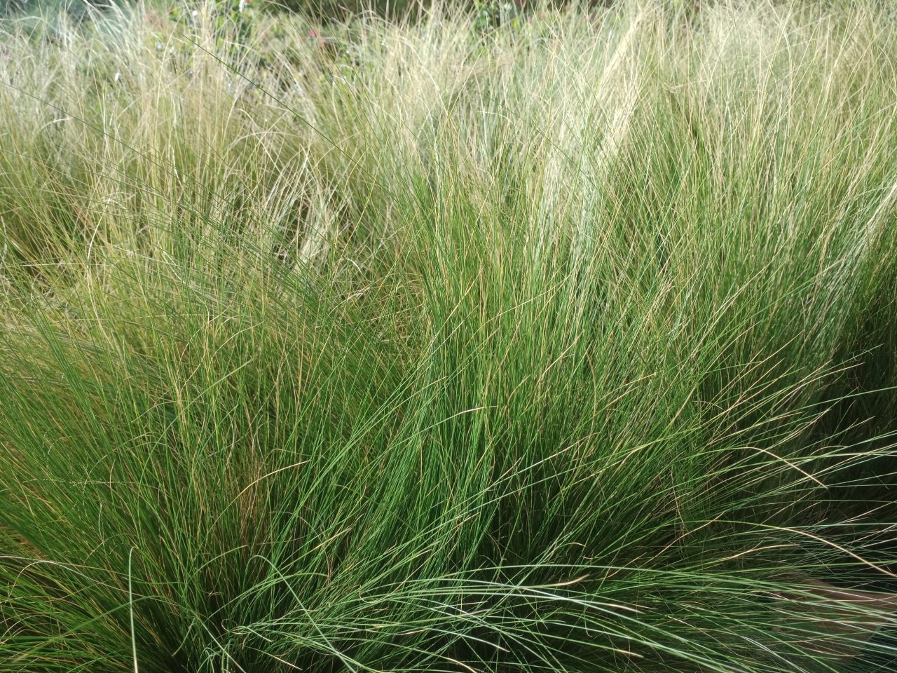 Stipa tenuifolia - Pépinière Passiflore