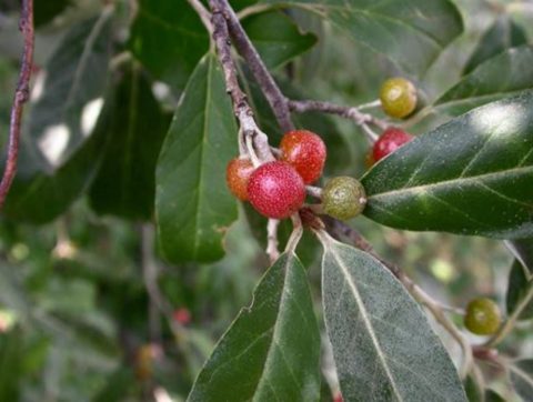 Elaeagnus umbellata (Chalef d’automne) - Pépinière Passiflore